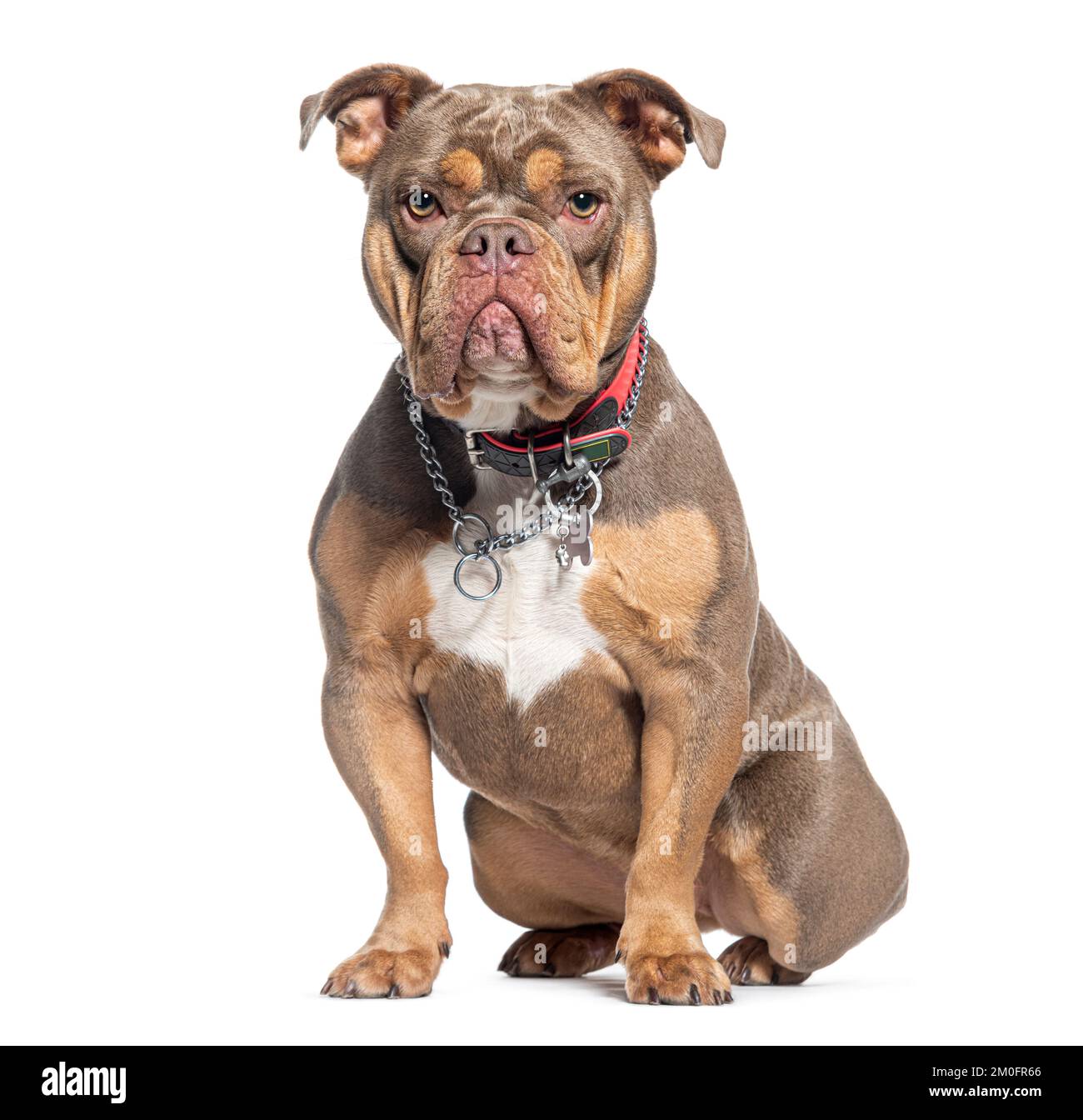 American Bully wearing many collar looking at camera, isolated on white ...