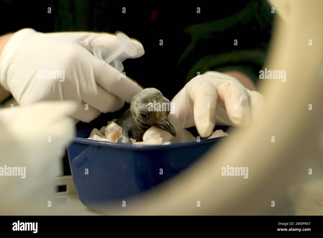 A rare king penguin has been hatched in Odense Zoo in Denmark. The baby ...