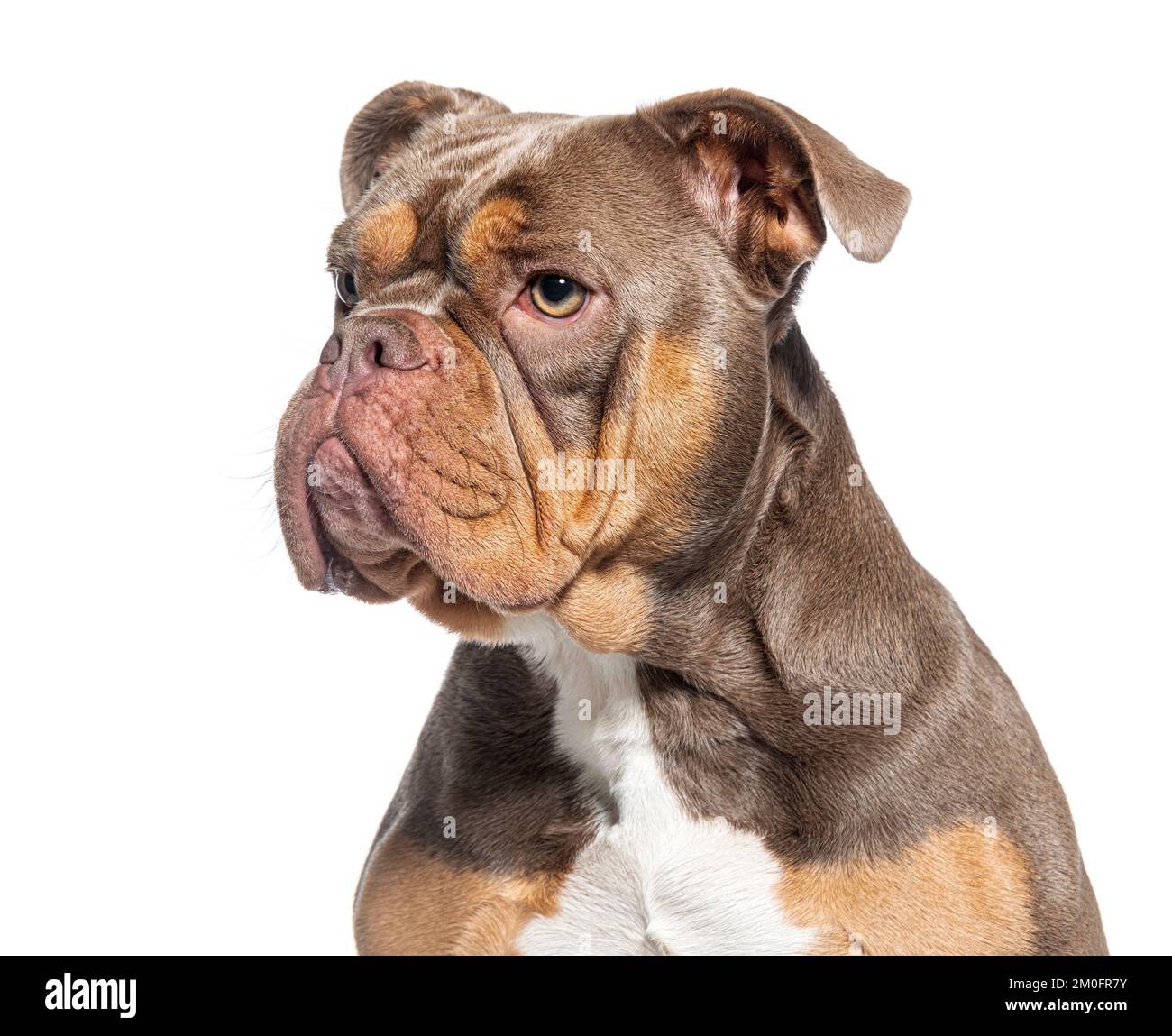American bully head hi-res stock photography and images - Alamy