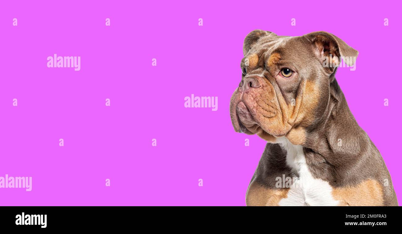 head shot of a American Bully dog looking a way against purple ...