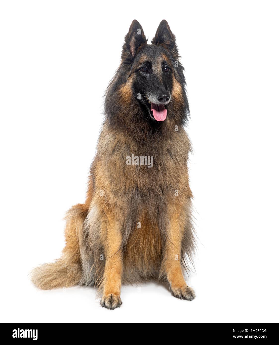 Graying Tervuren dog, isolated on white Stock Photo - Alamy