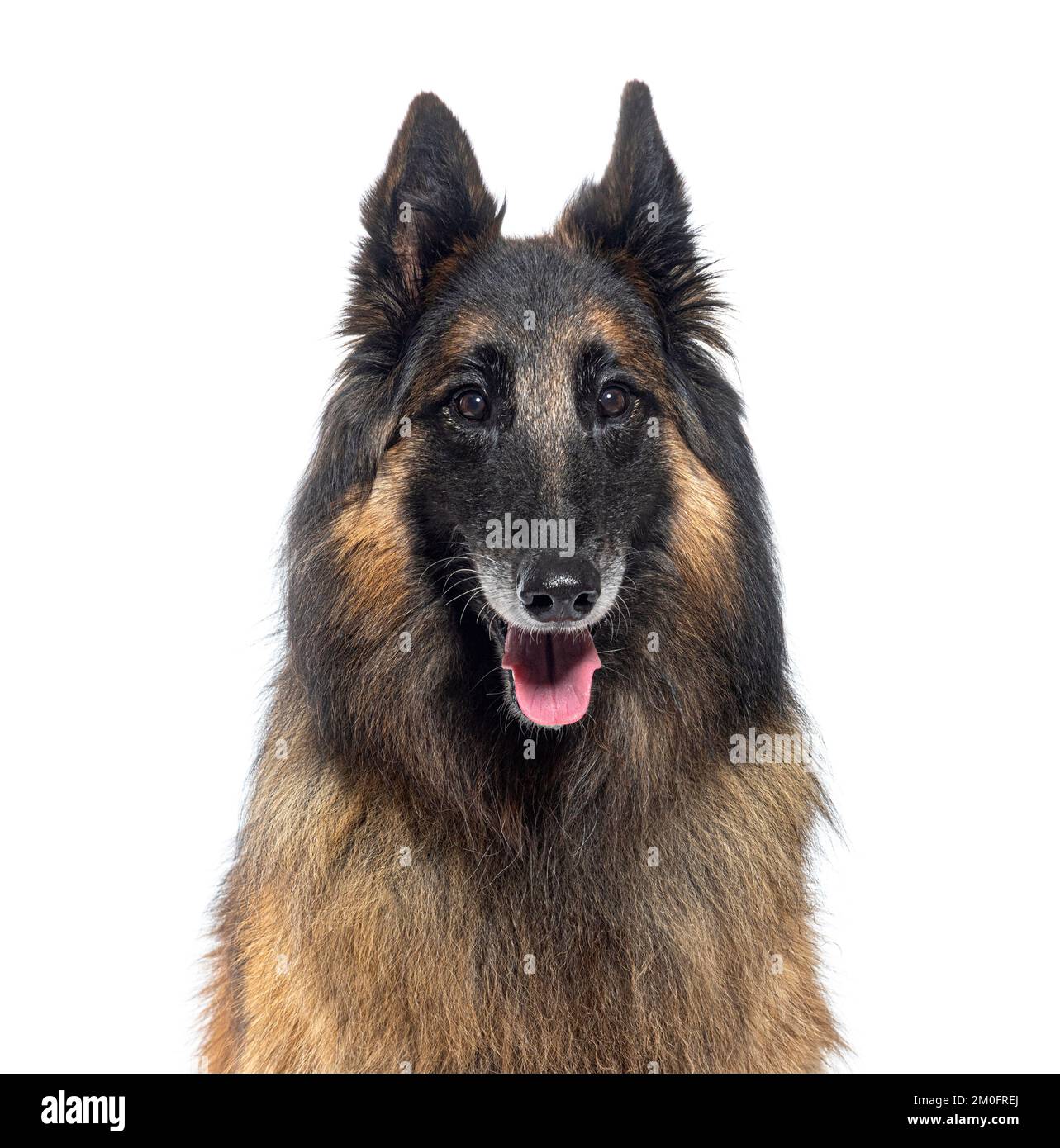 Belgian tervuren dog hi-res stock photography and images - Alamy