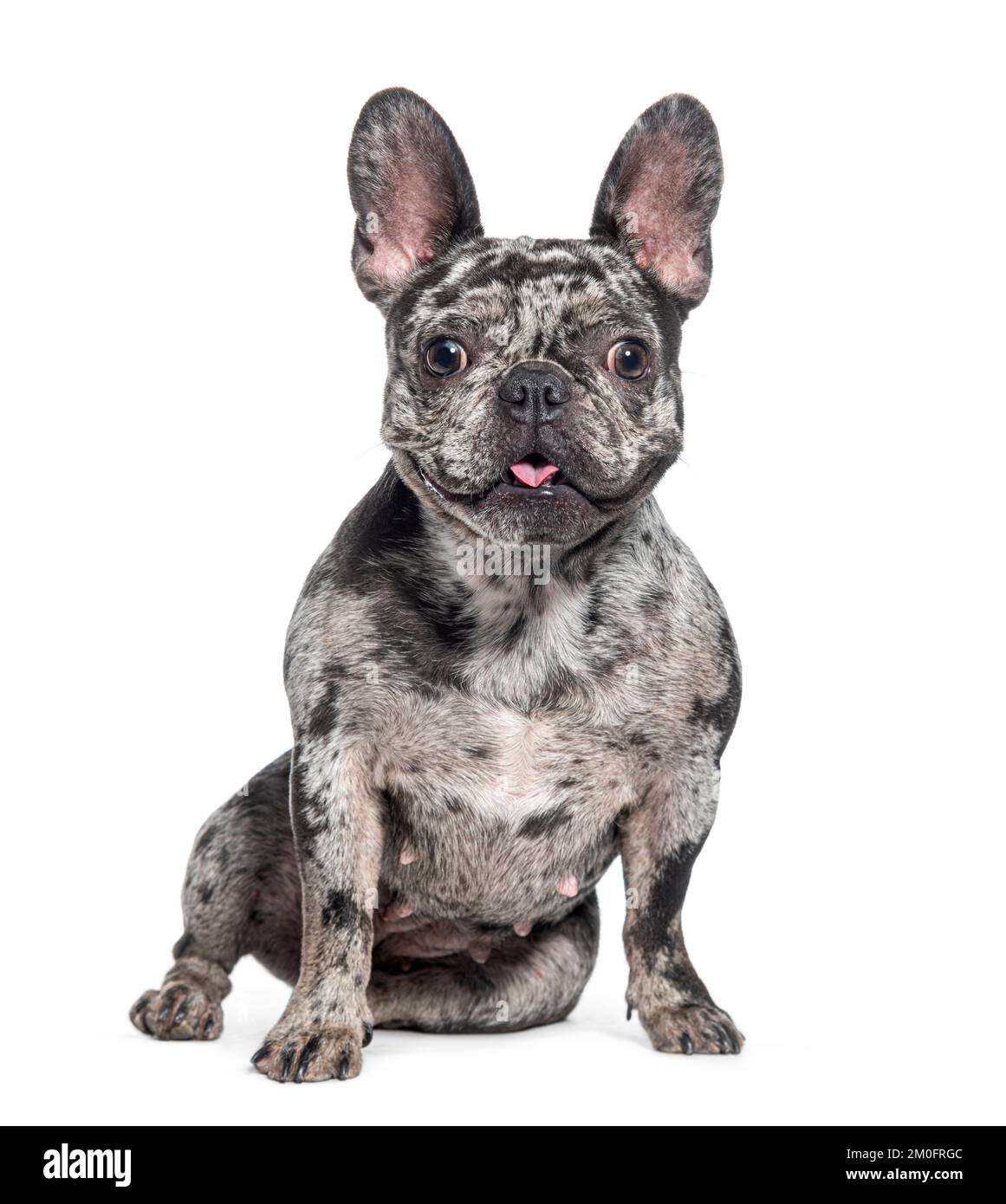 Black and grey Brindle french bullldog, isolated on white Stock Photo ...