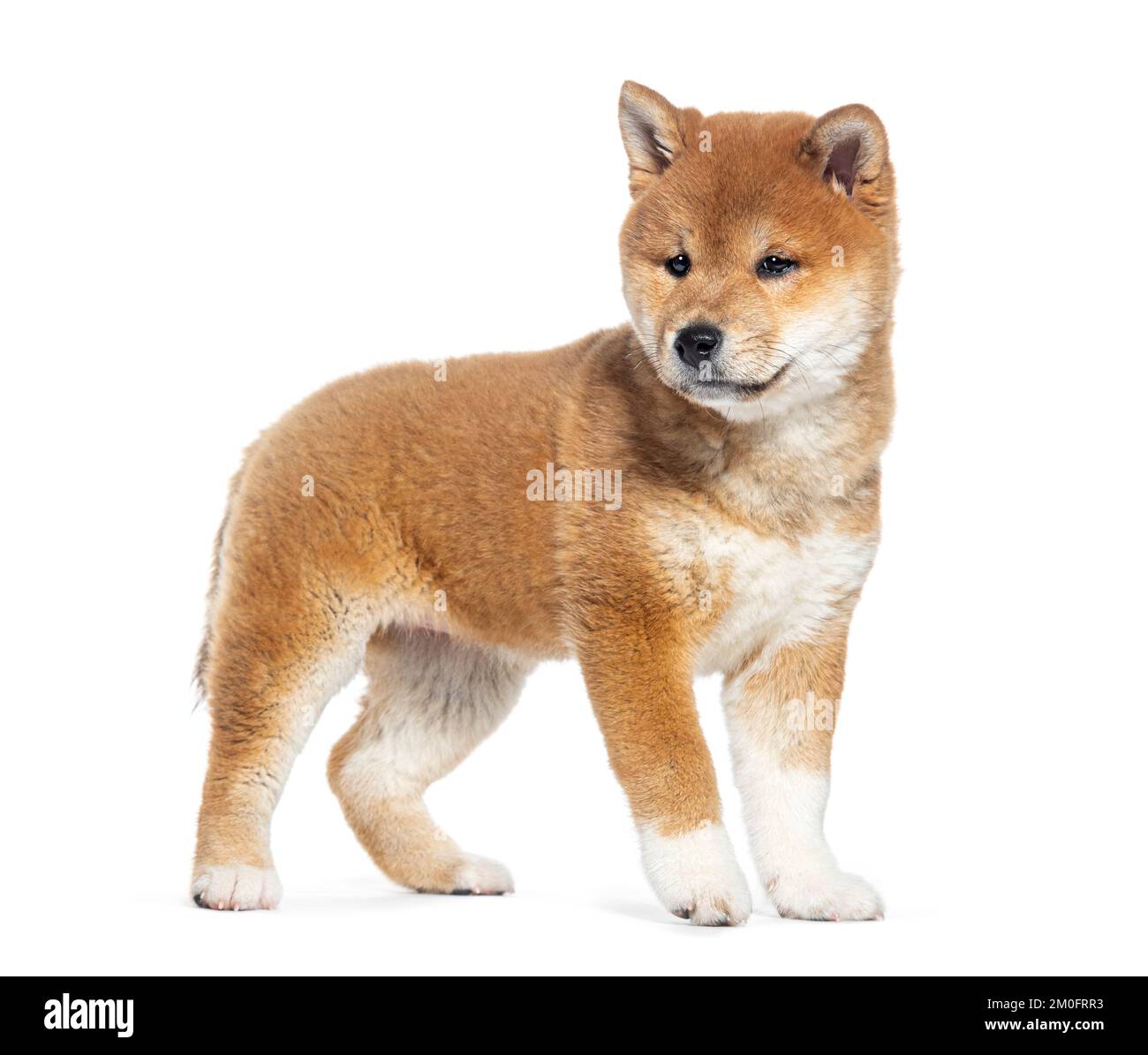 Side view of a Puppy Shiba Inu, two months old, isolated on white Stock ...