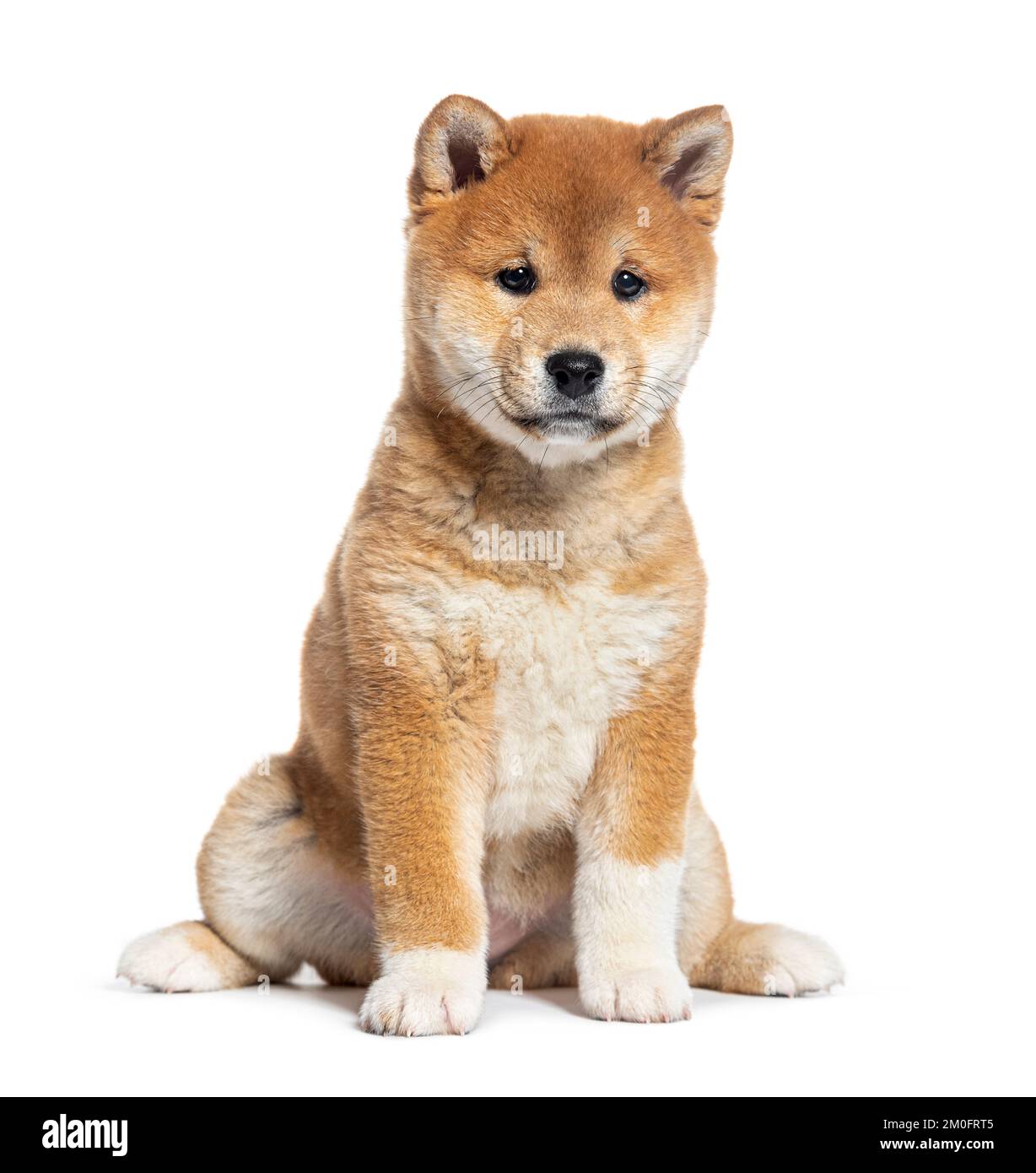 Puppy Shiba Inu, two months old, isolated on white Stock Photo - Alamy