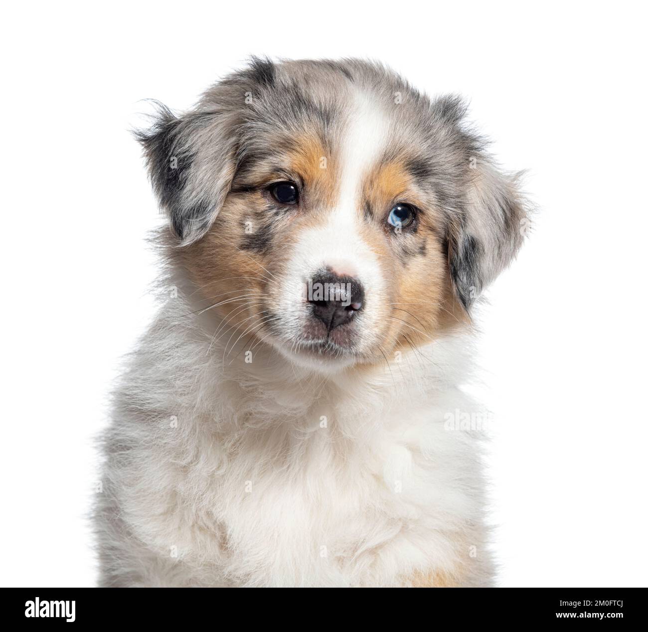 head shot of a Red Merle puppy Australian Shepherd, two months old ...
