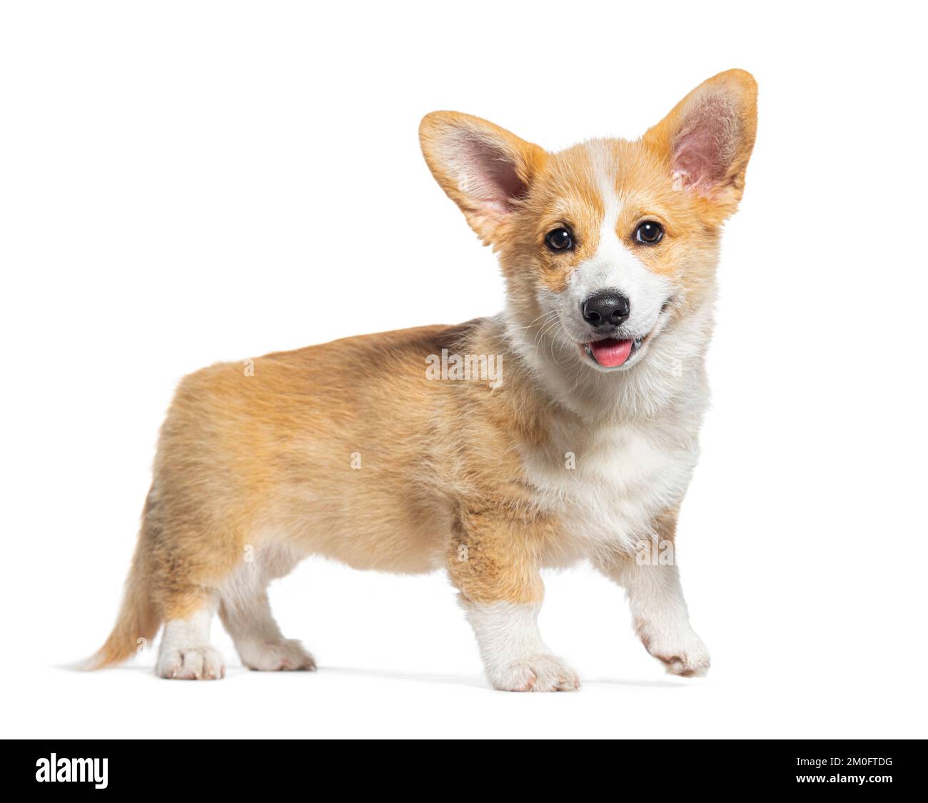 Corgi side profile Cut Out Stock Images & Pictures - Alamy