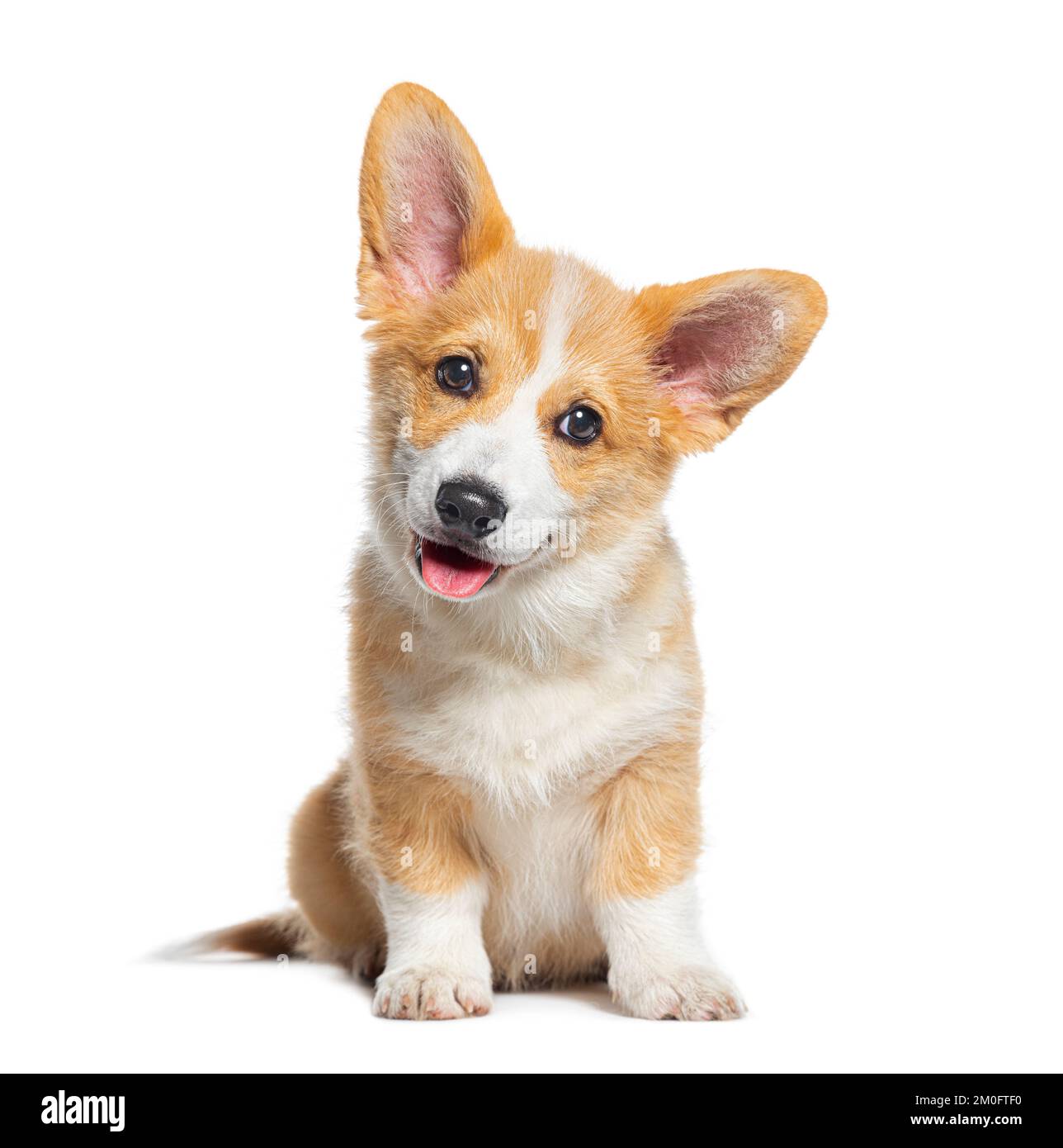 Sitting happy panting Puppy Welsh Corgi Pembroke looking at camera, 14 ...