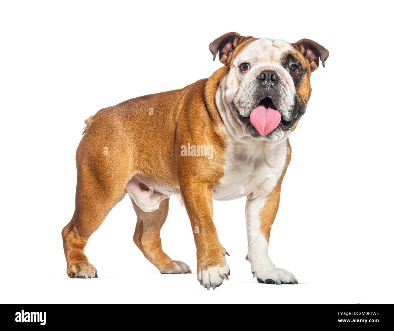 English bulldog walking on hi-res stock photography and images - Alamy