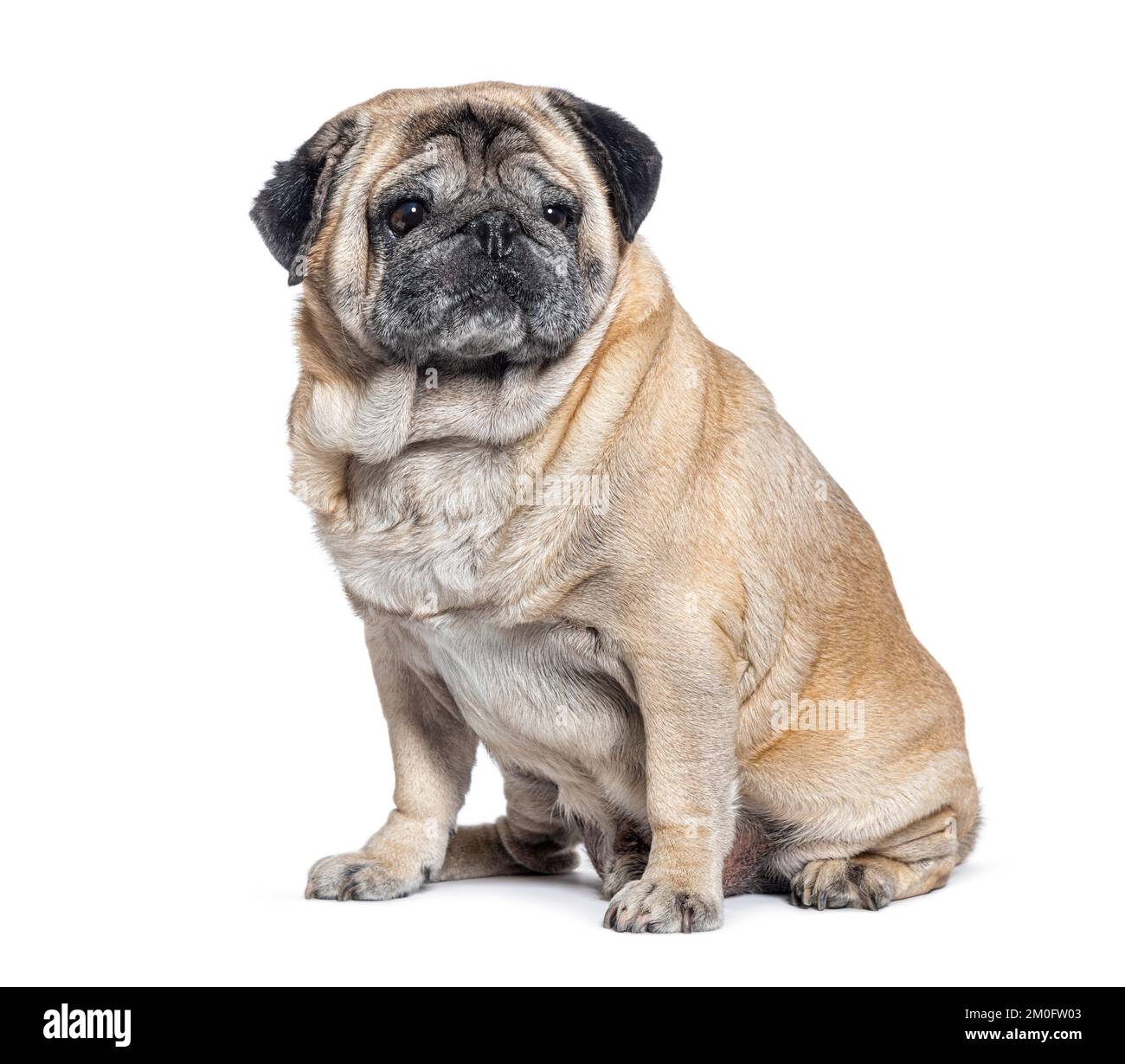Seven Years old Pug dog graying sitting, isolated on white Stock Photo ...
