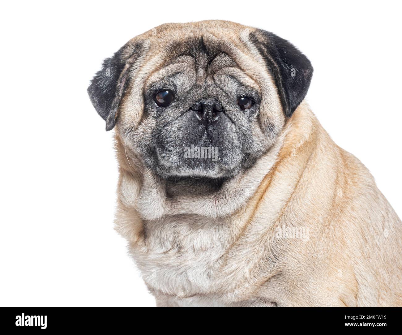 head shot of a Seven Years old Pug dog graying, isolated on white Stock ...