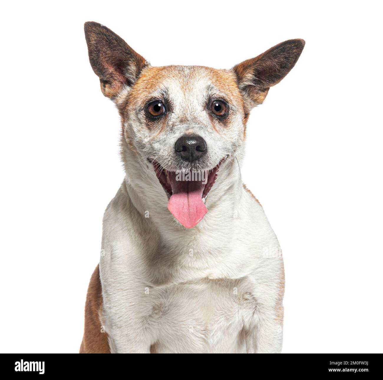 head shot of a Old Jack Russell Terrier panting, isolated on white ...