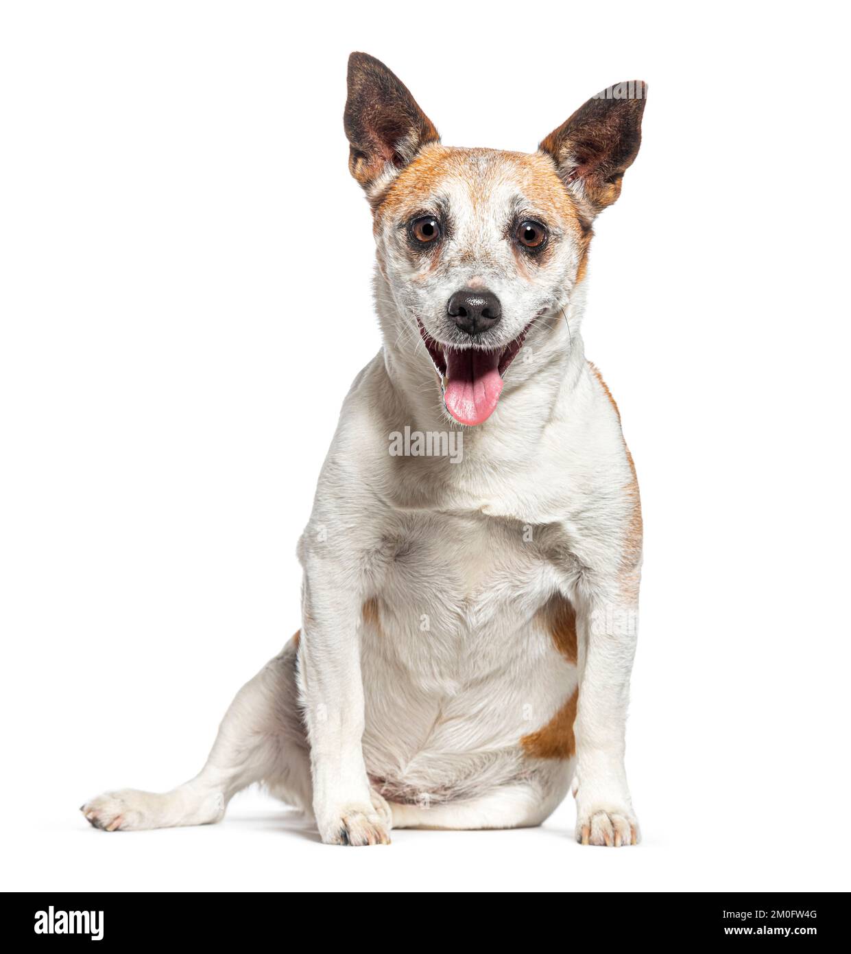 Old Jack Russell Terrier panting and facing the camera, isolated on ...