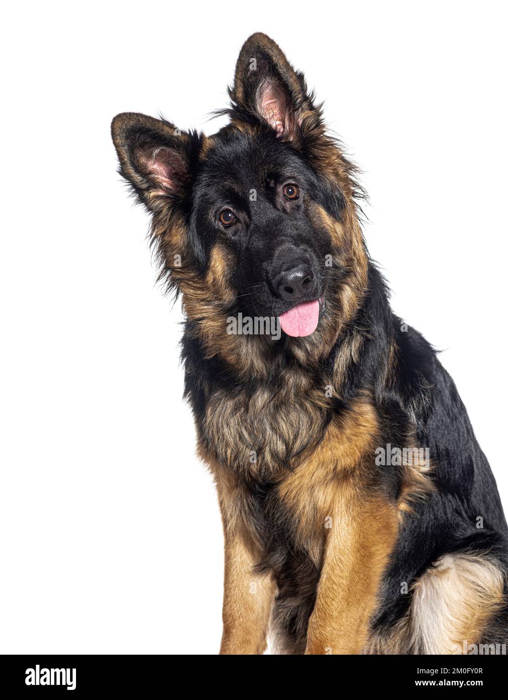 Long haired german shepherd hi-res stock photography and images - Alamy