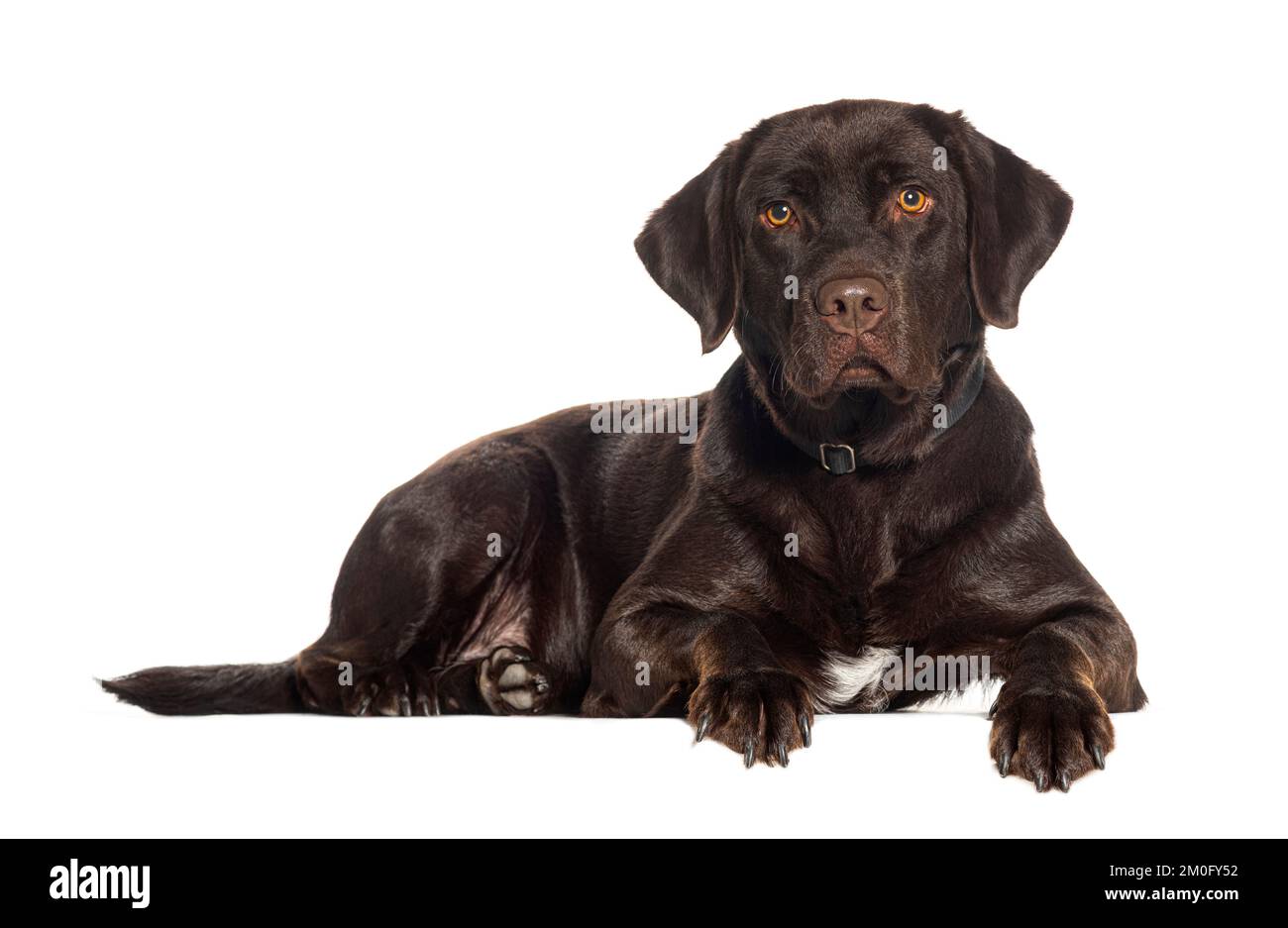 Chocolate labrador Retriever weraing a dog collar, isolated on white ...