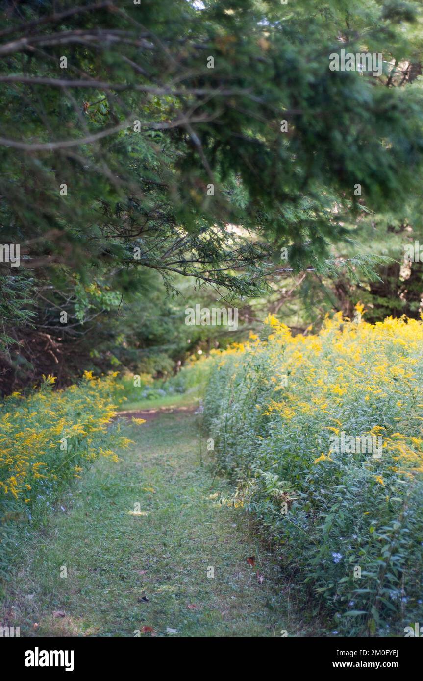 Trail between woods and fields at Roy H Park preserve Stock Photo - Alamy