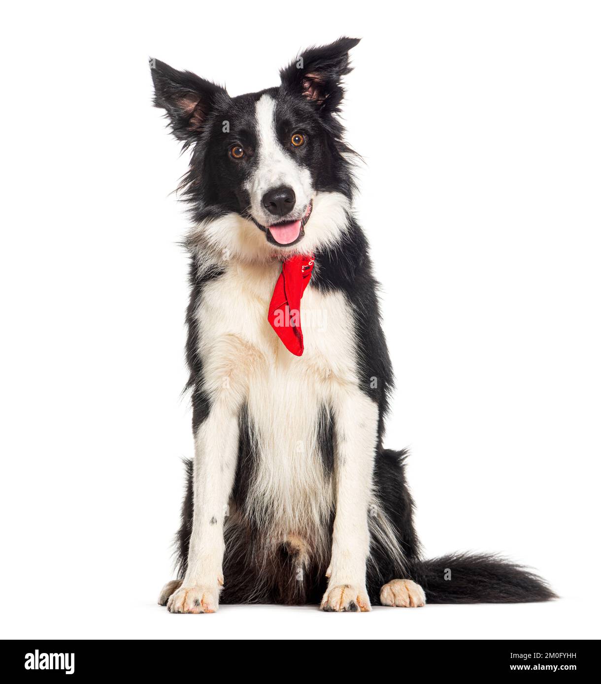 border collie wearing a red dog scarf, isolated on white Stock Photo ...