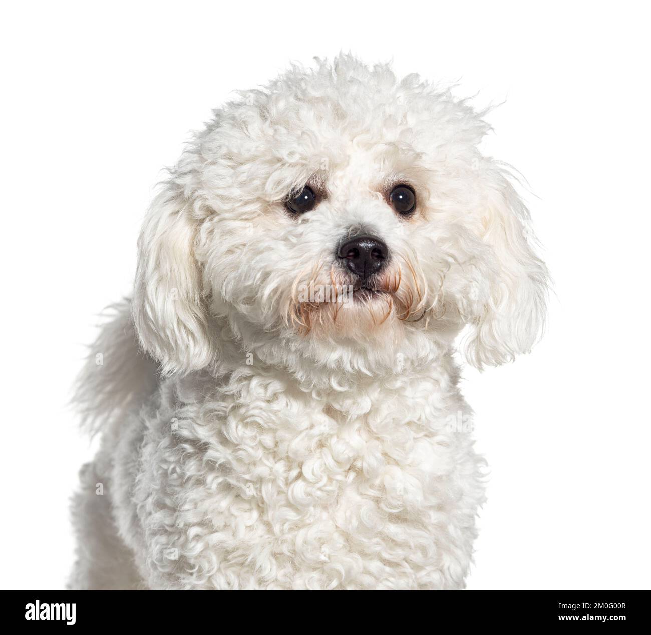 head shot of a Brichon frise, isolated on white Stock Photo - Alamy