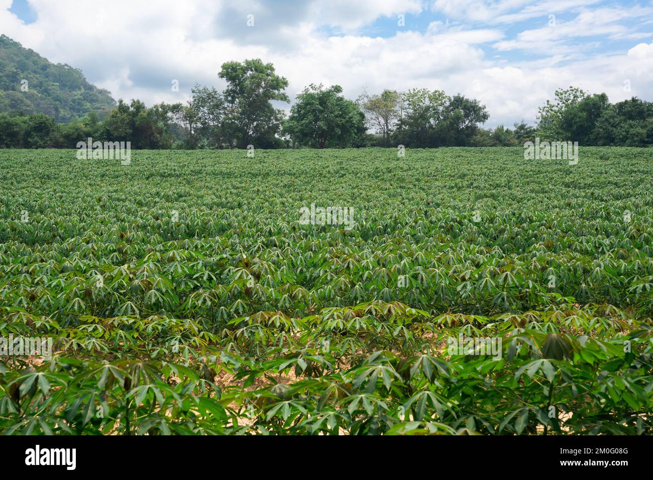 In a farm There are many cassava trees planted in rows. It’s located in ...