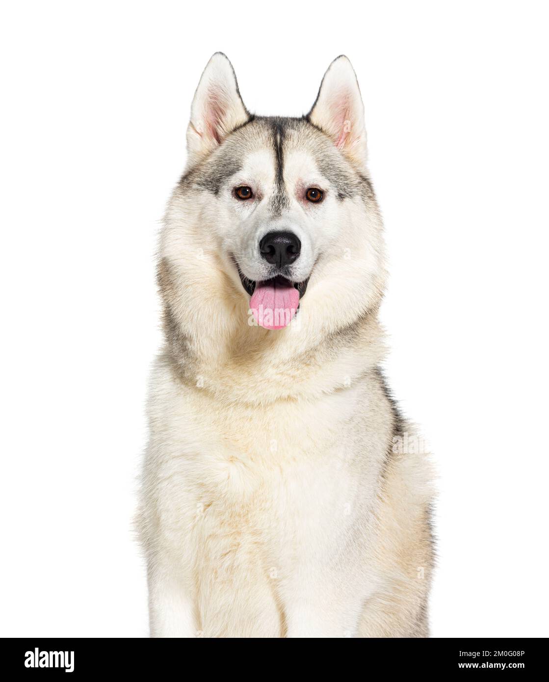 Husky panting panting mouth open looking at the camera, isolated on ...