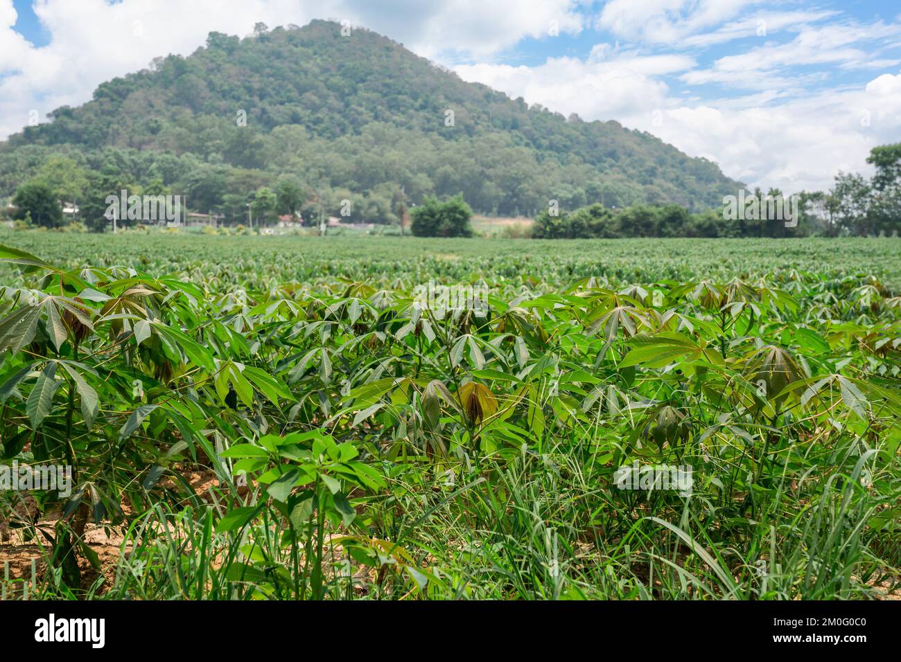 In a farm There are many cassava trees planted in rows. It’s located in ...