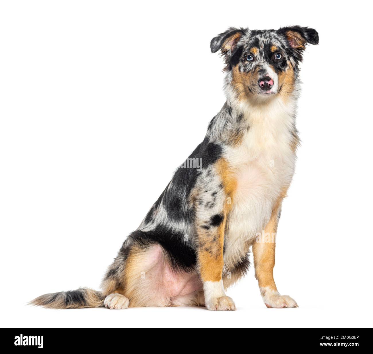 Blue merle australian shepherd, isolated on white Stock Photo - Alamy