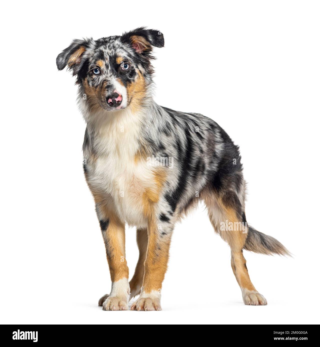 Blue merle australian shepherd, isolated on white Stock Photo - Alamy