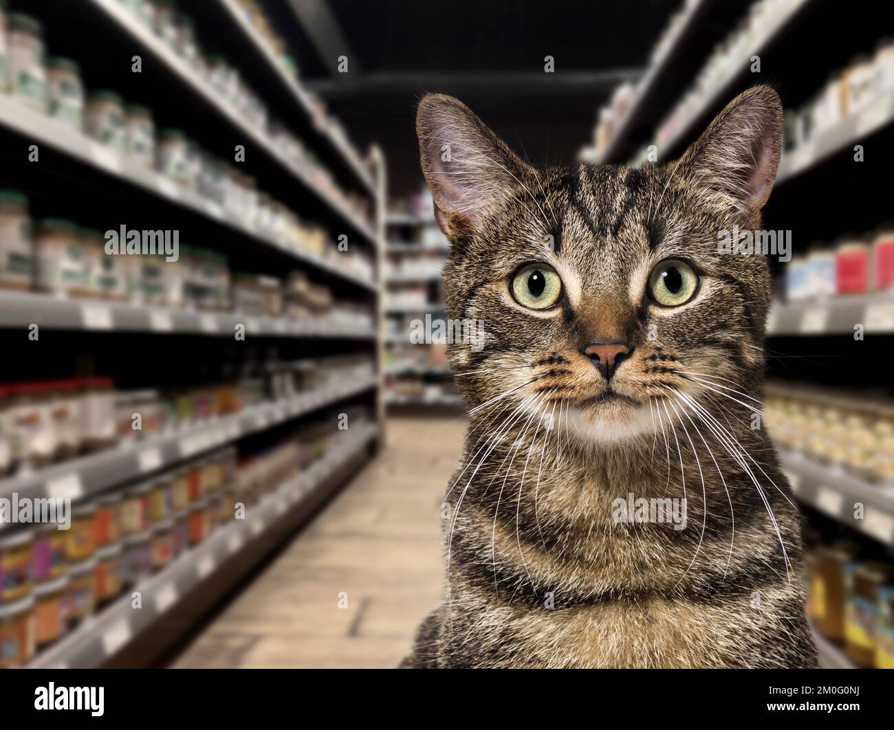 Pet shop interior hi-res stock photography and images - Alamy