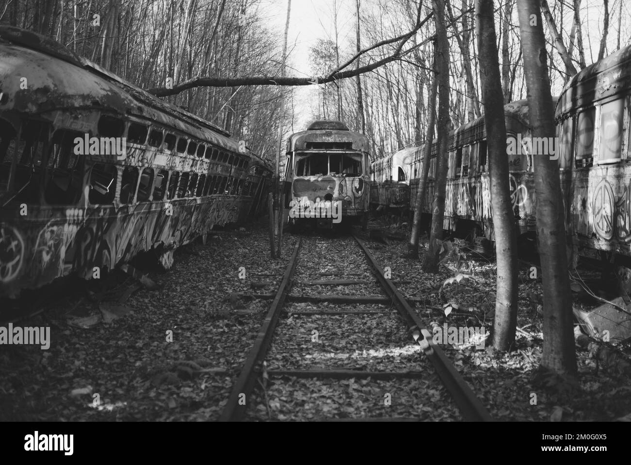 A vertical monochrome shot of the old abandoned trains in the woods ...