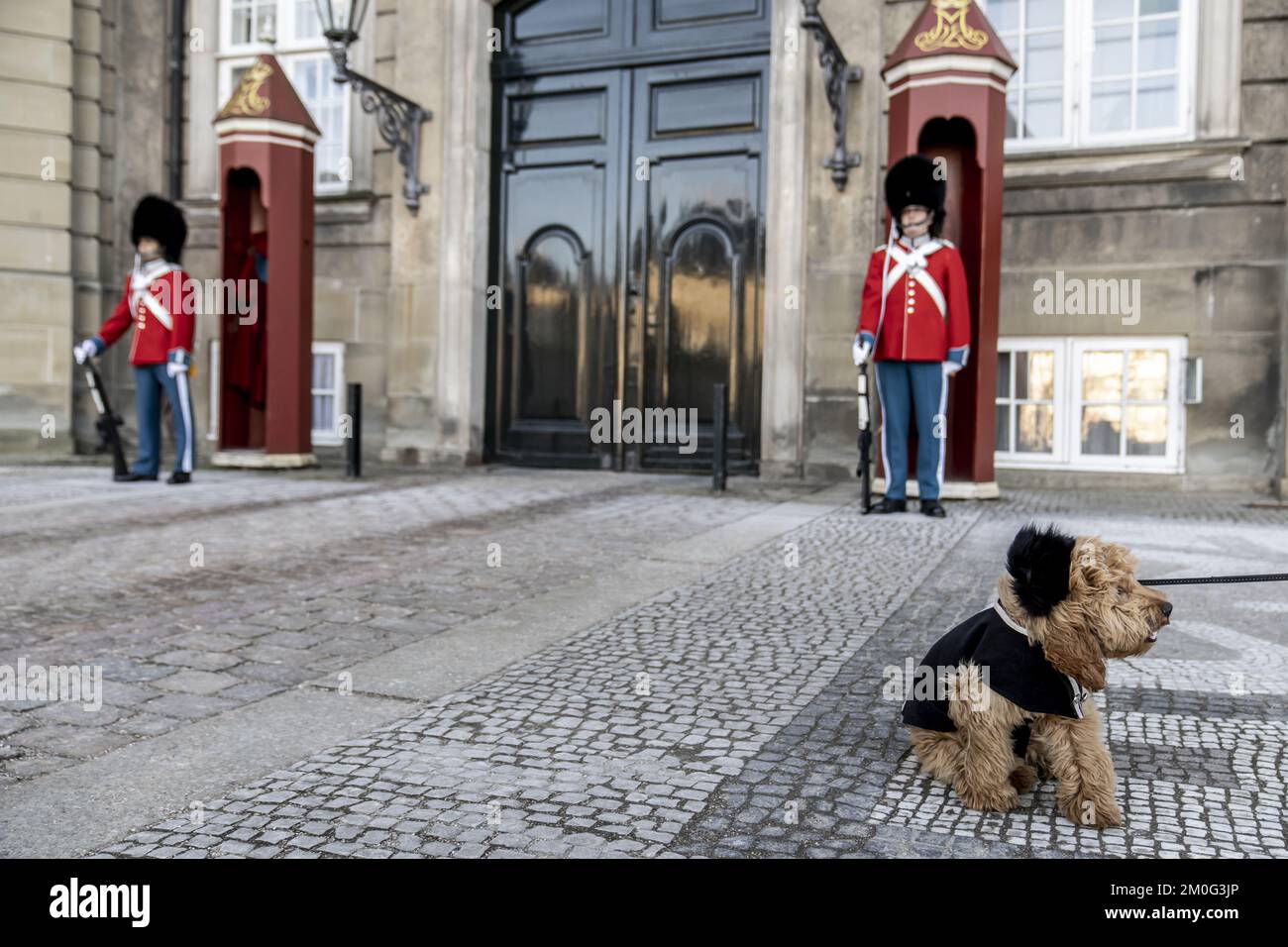 The 5 month old cockapoo hi-res stock photography and images - Alamy