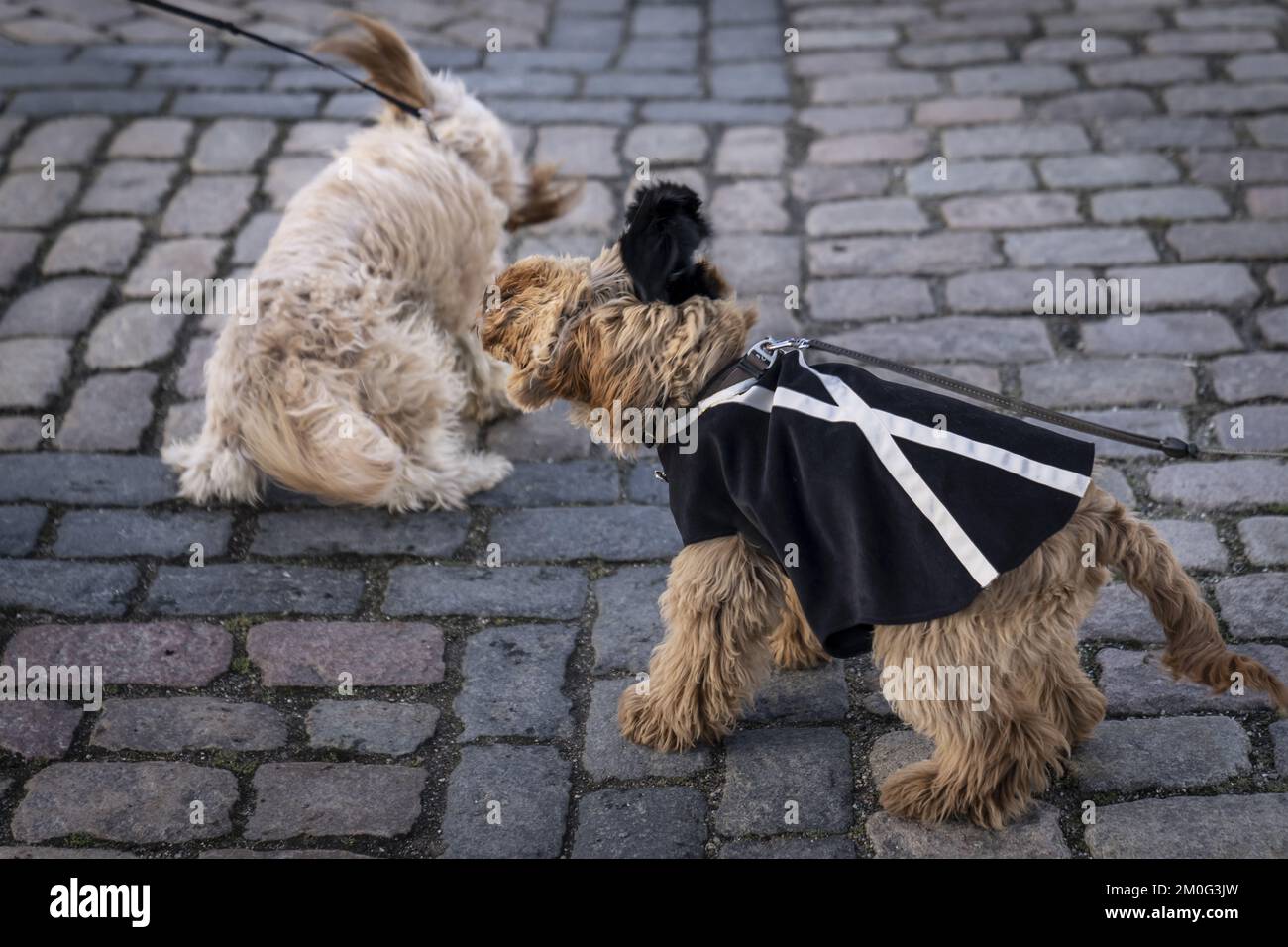 The 5 month old cockapoo hi-res stock photography and images - Alamy
