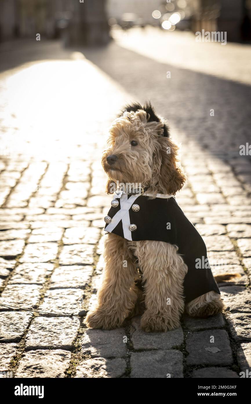 The 5 month old cockapoo hi-res stock photography and images - Alamy