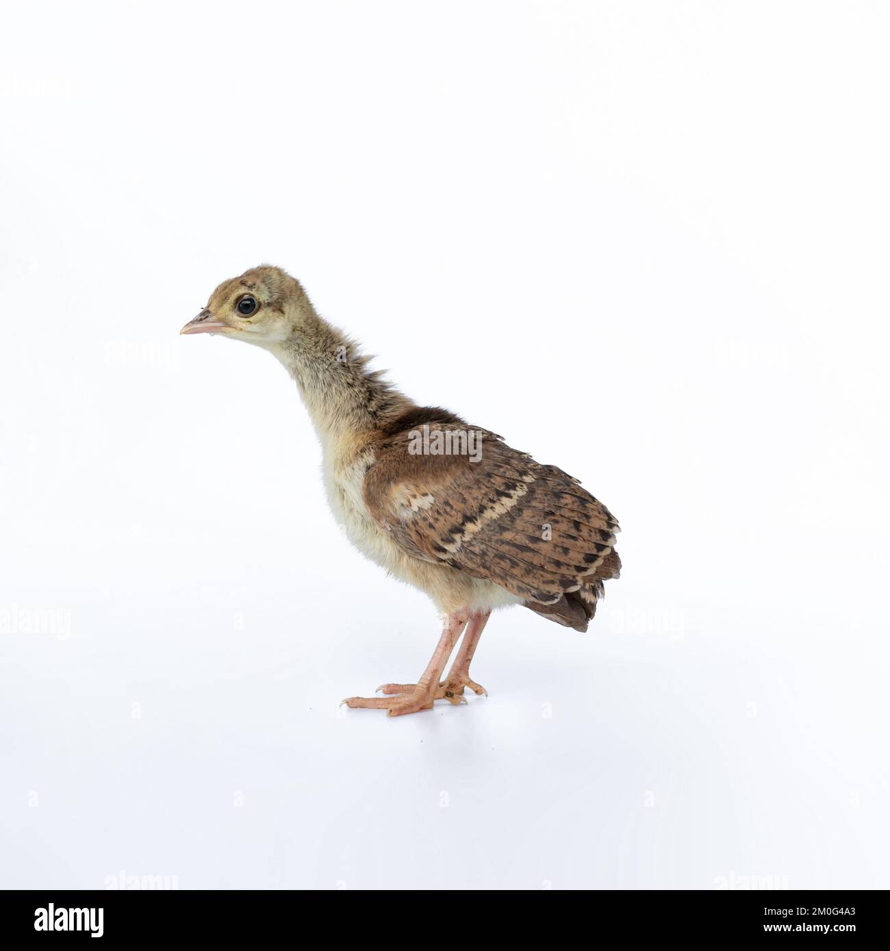 Indian peafowl baby hi-res stock photography and images - Alamy