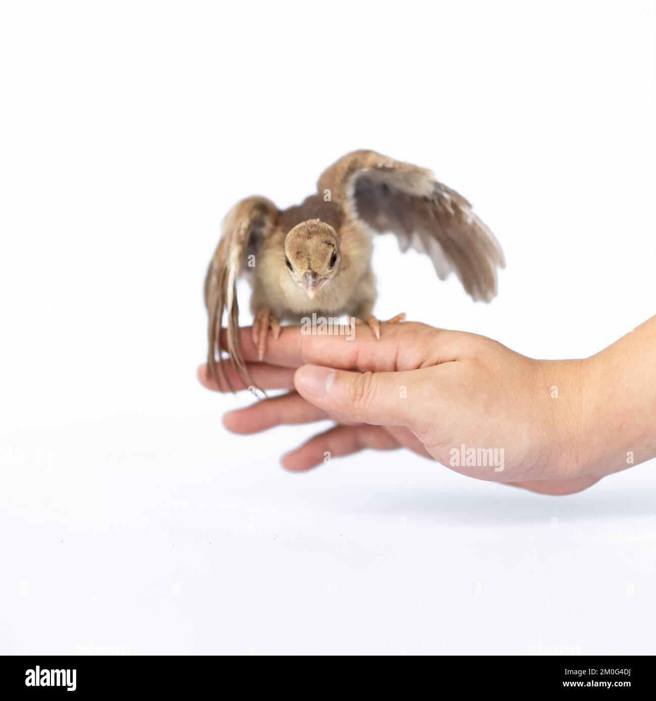 Close up of a light brown Indian pea perched on a human hand turned in ...