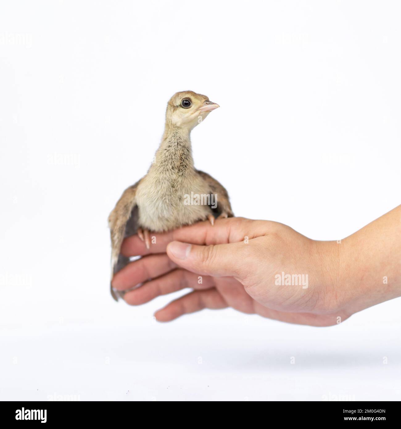 Close up of a light brown Indian pea perched on a human hand turned in ...
