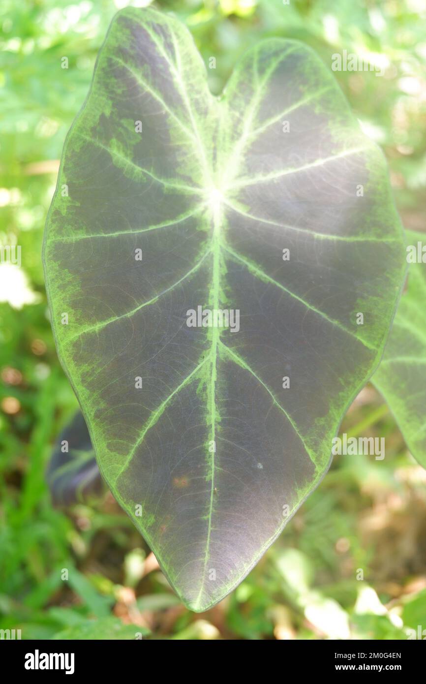 taro trees grow a lot during the rainy season. during the dry season ...