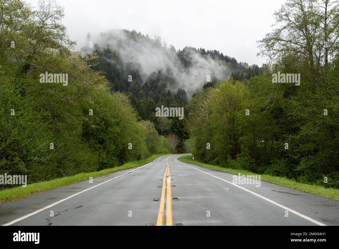 An asphalt road surrounded by lush green trees in Redwood National and ...