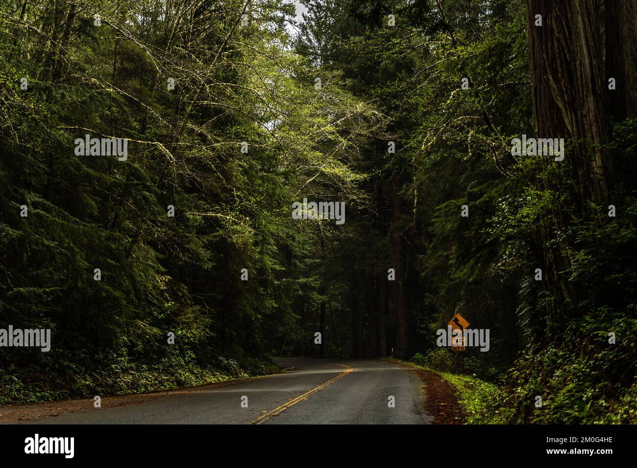 An asphalt road surrounded by lush green trees in Redwood National and ...