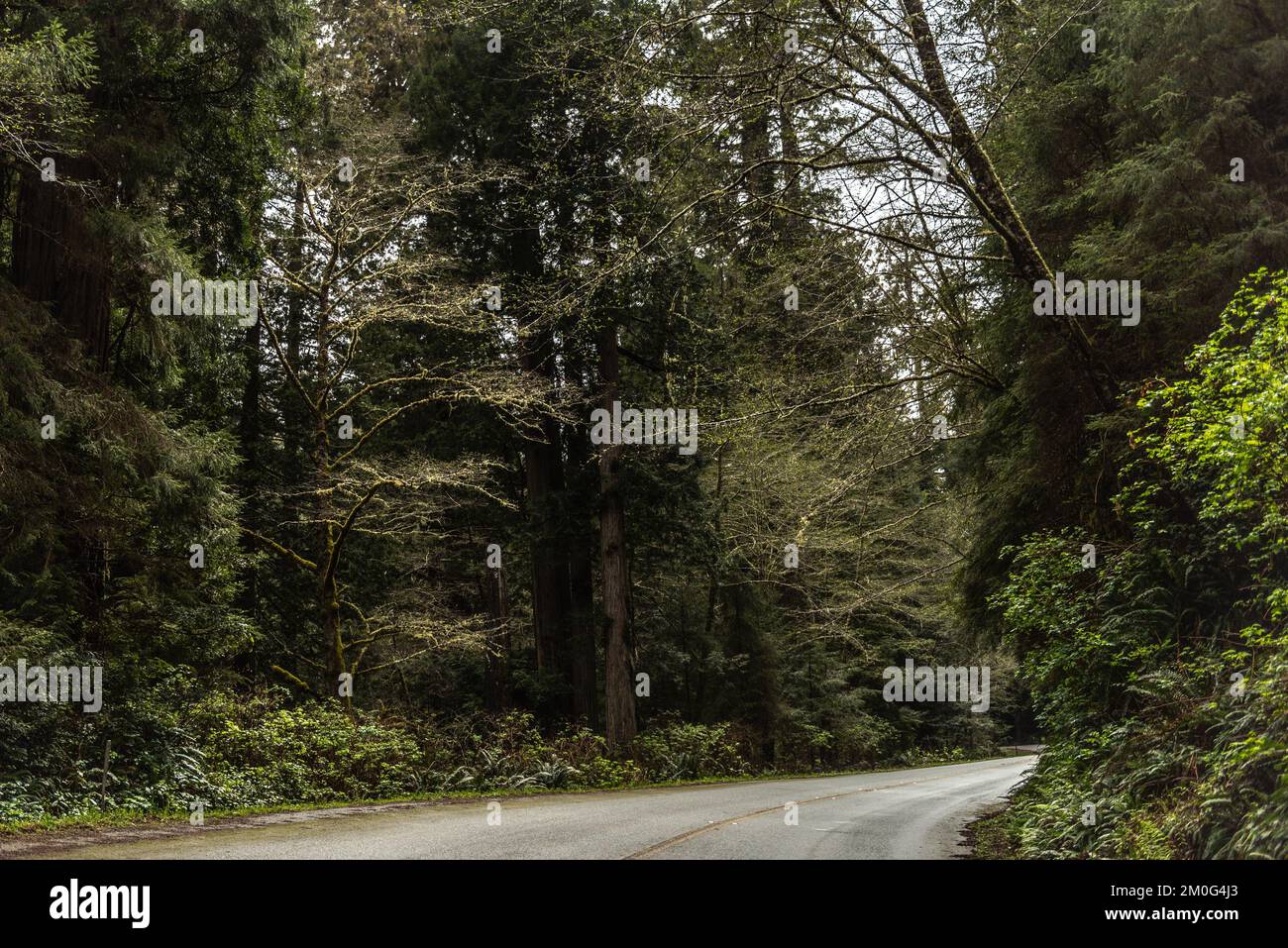 An asphalt road surrounded by lush green trees in Redwood National and ...