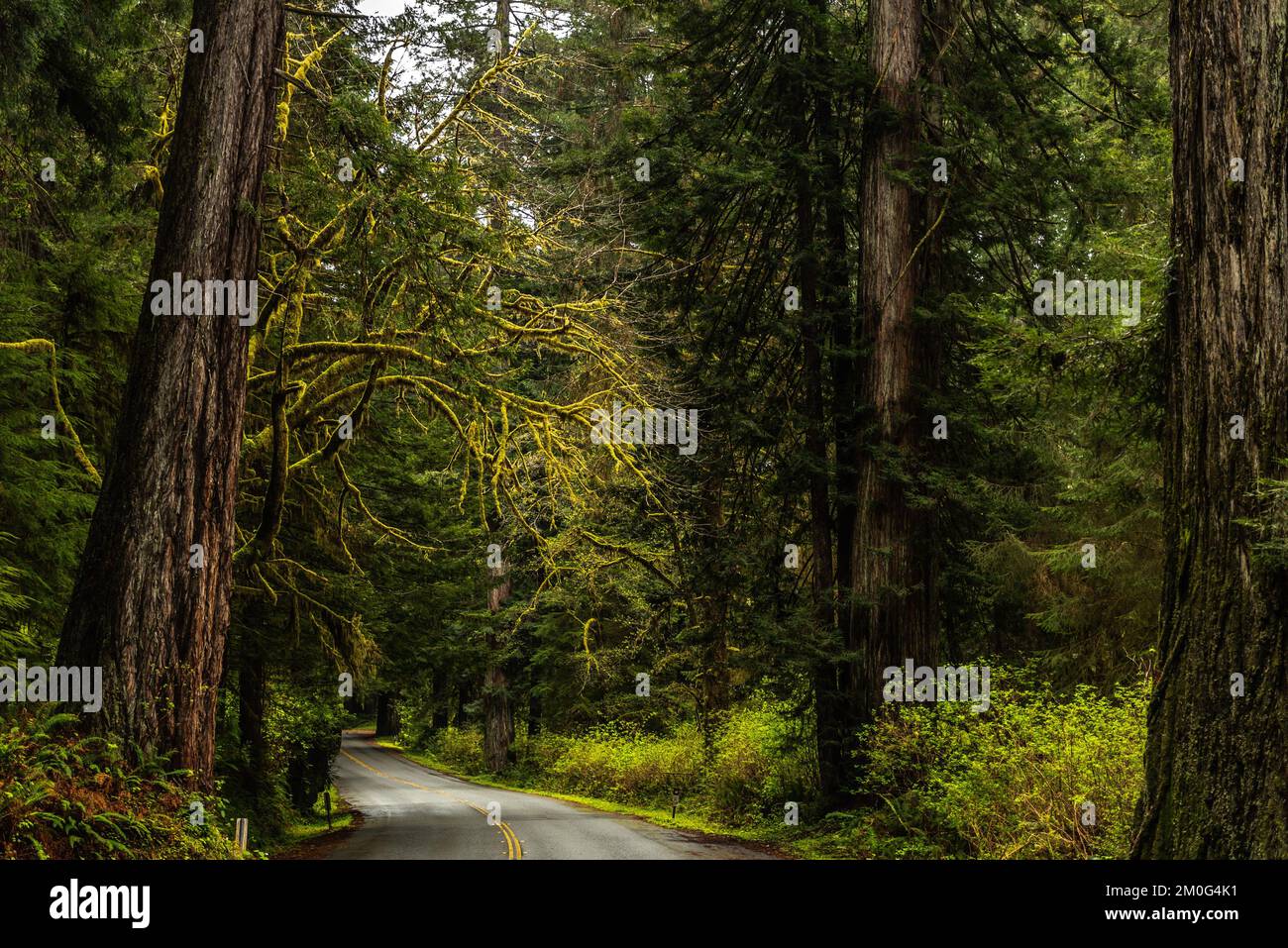 An asphalt road surrounded by lush green trees in Redwood National and ...