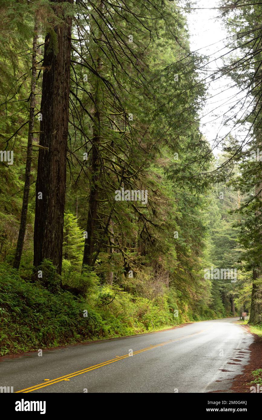 An asphalt road surrounded by lush green trees in Redwood National and ...