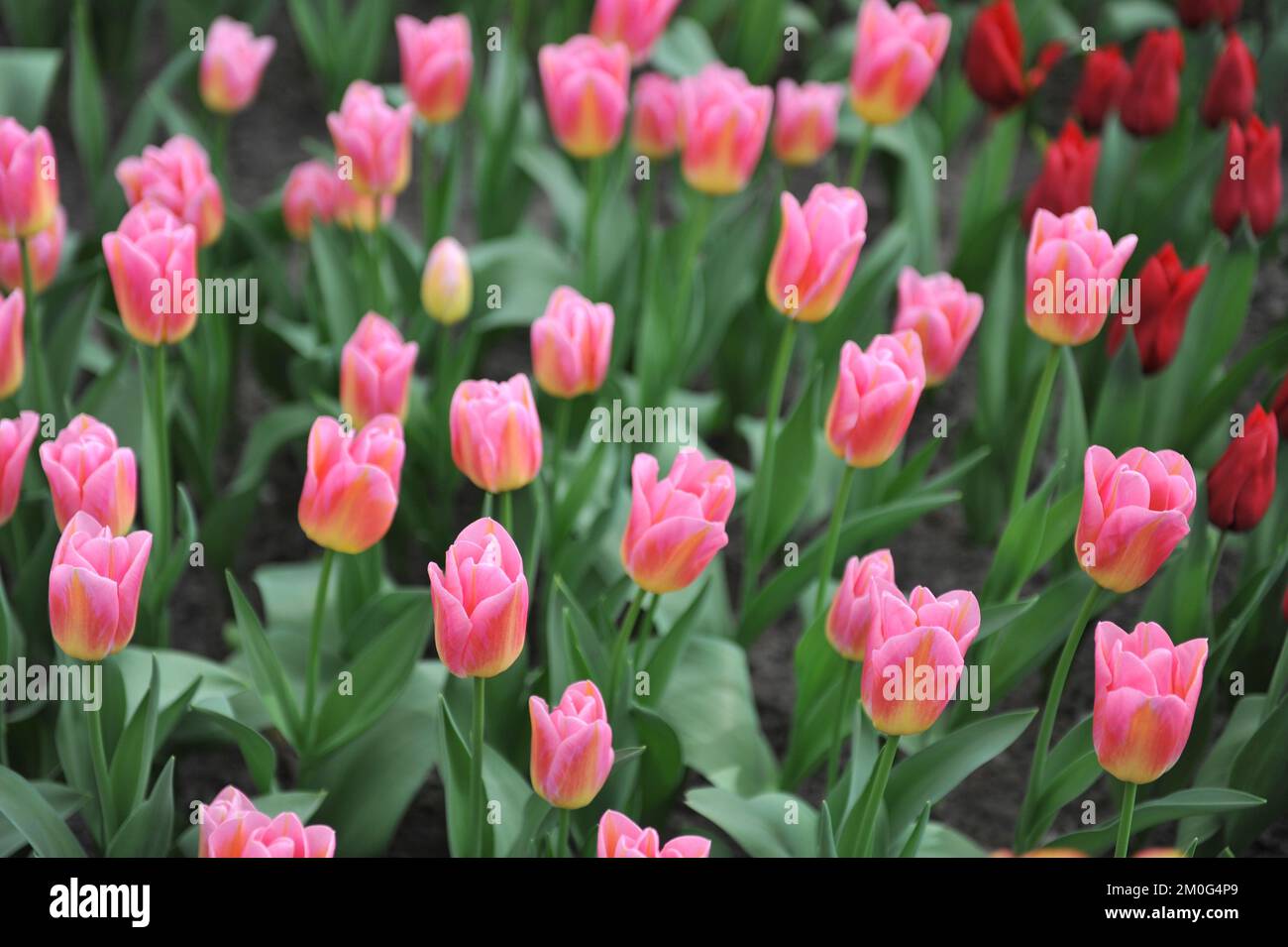 Pink and yellow Triumph tulips (Tulipa) Tom Pouce bloom in a garden in ...