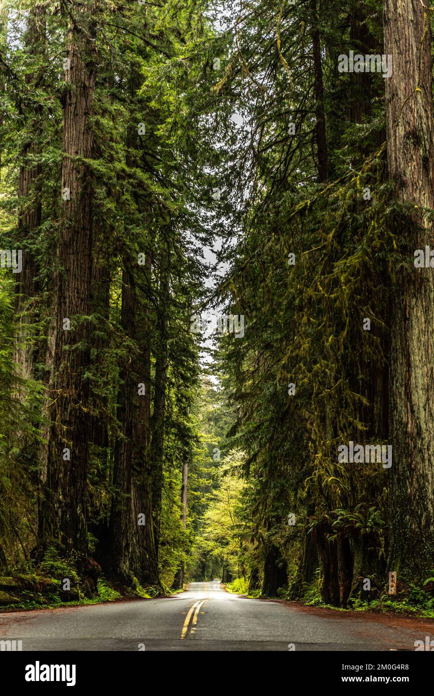 An asphalt road surrounded by lush green trees in Redwood National and ...