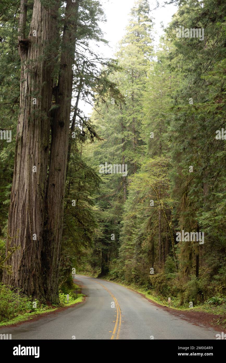 An asphalt road surrounded by lush green trees in Redwood National and ...