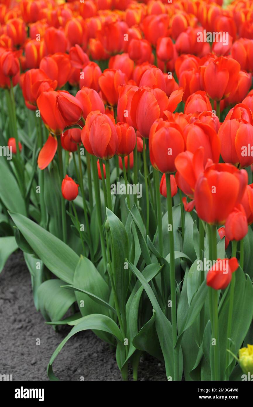 Red Darwin Hybrid tulips (Tulipa) Worlds Fire bloom in a garden in April Stock Photo - Alamy