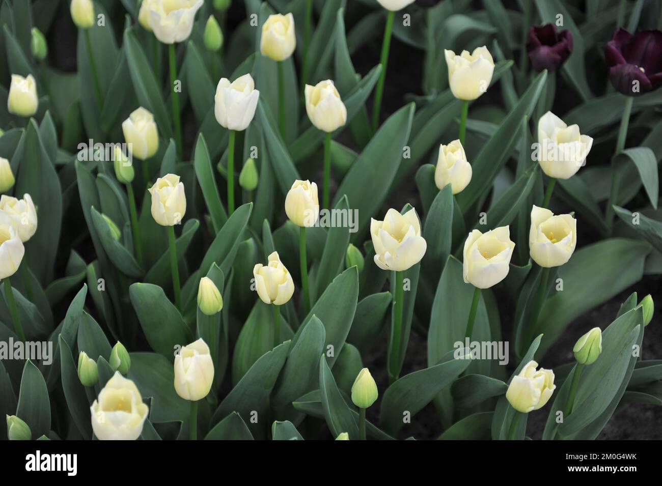 Pale yellow Triumph tulips (Tulipa) Yankee bloom in a garden in March ...