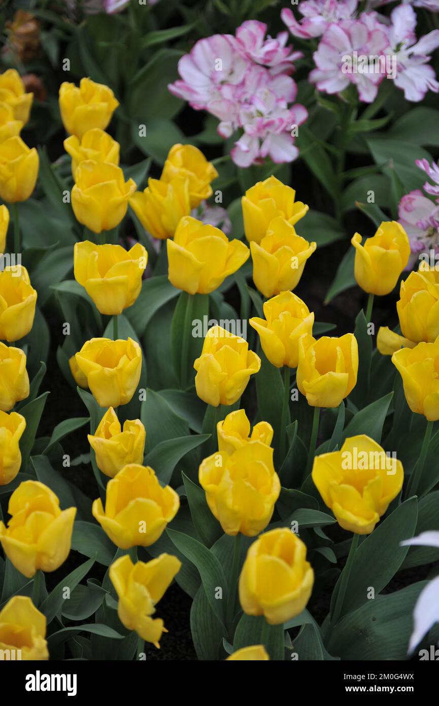 Yellow Triumph tulips (Tulipa) Yellow Flight bloom in a garden in April ...