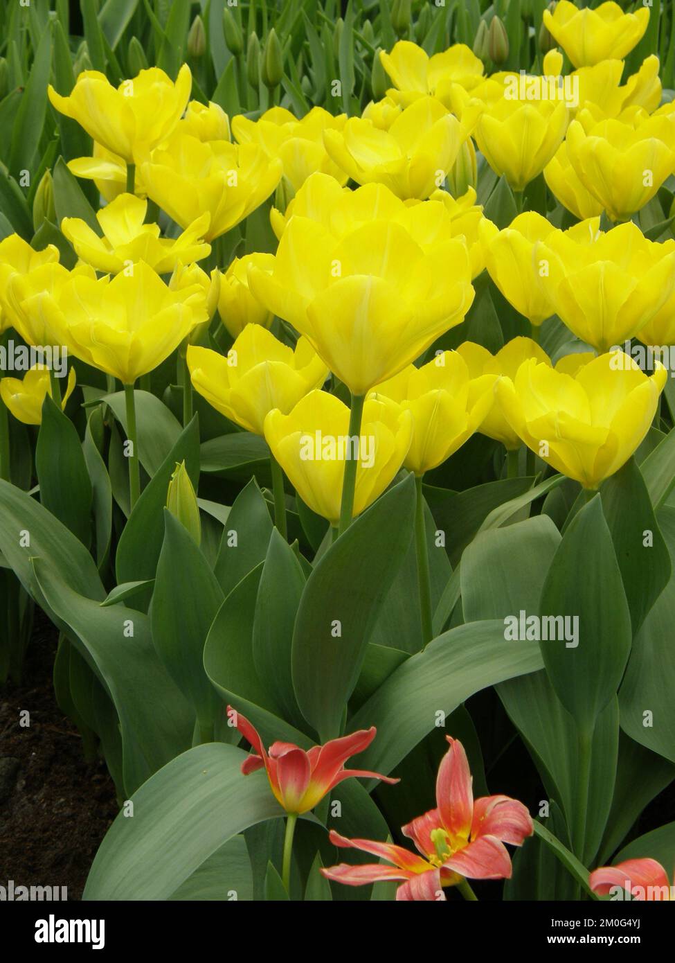 Fosteriana tulips (Tulipa) Yellow Purissima bloom in a garden in March ...