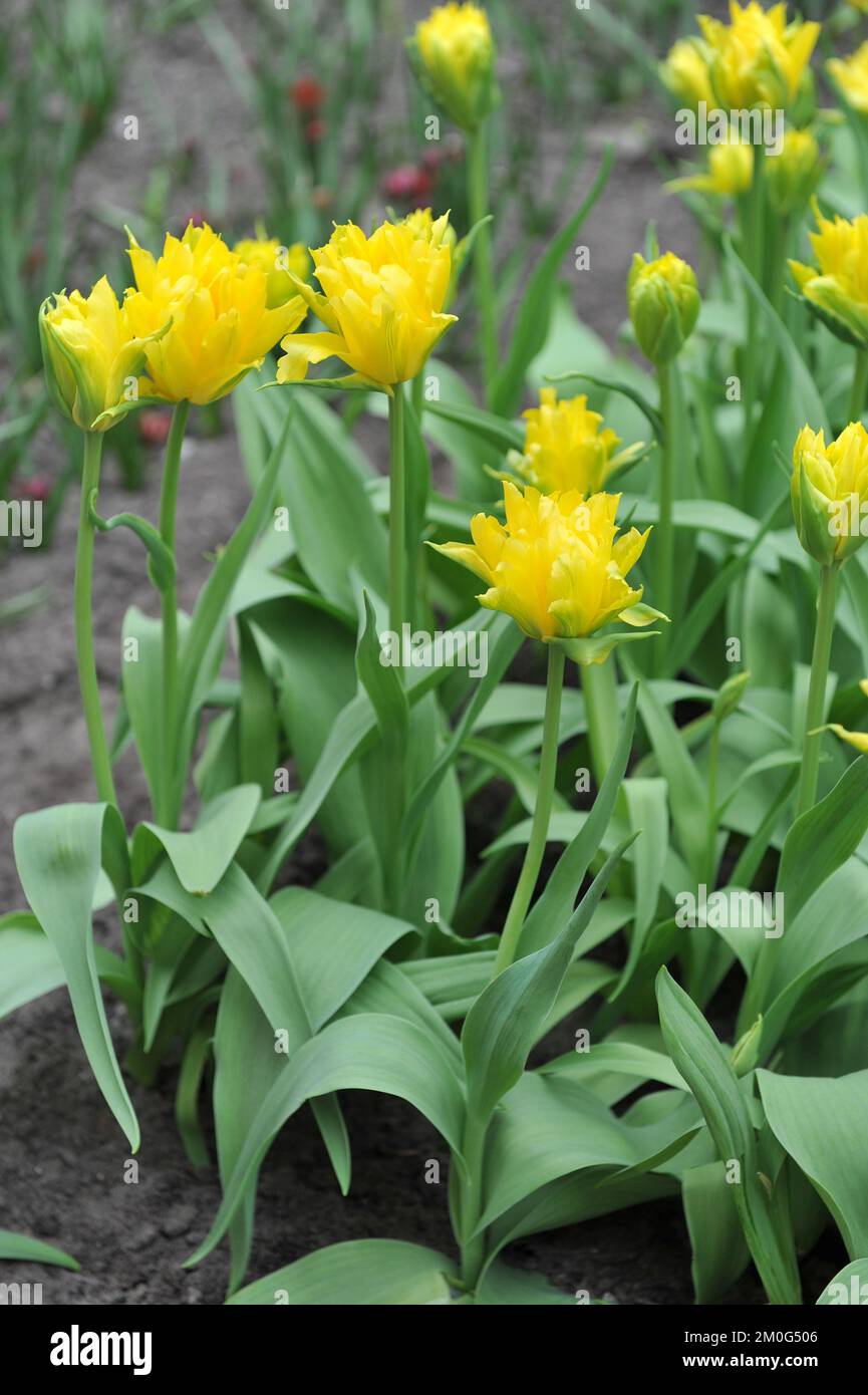 Double yellow lily-flowered tulips (Tulipa) Yellow Spider bloom in a ...