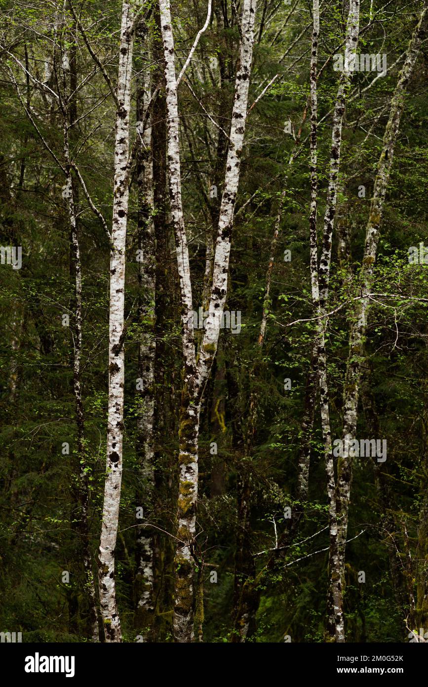 A vertical shot of lush green birch trees in Redwood National and State ...